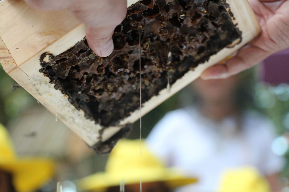 Unasp promove curso de Apicultura e Meliponicultura em parceria com a ...